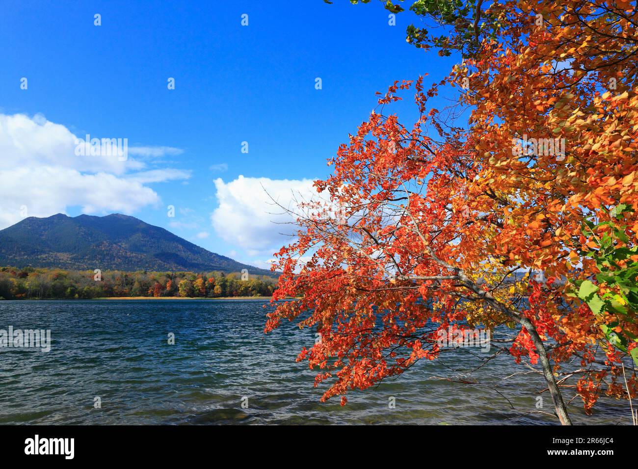Autumn Foliage of Lake Akan Stock Photo - Alamy