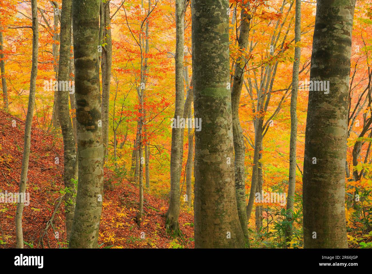 Fall foliage of Shirakami mountain range Stock Photo - Alamy
