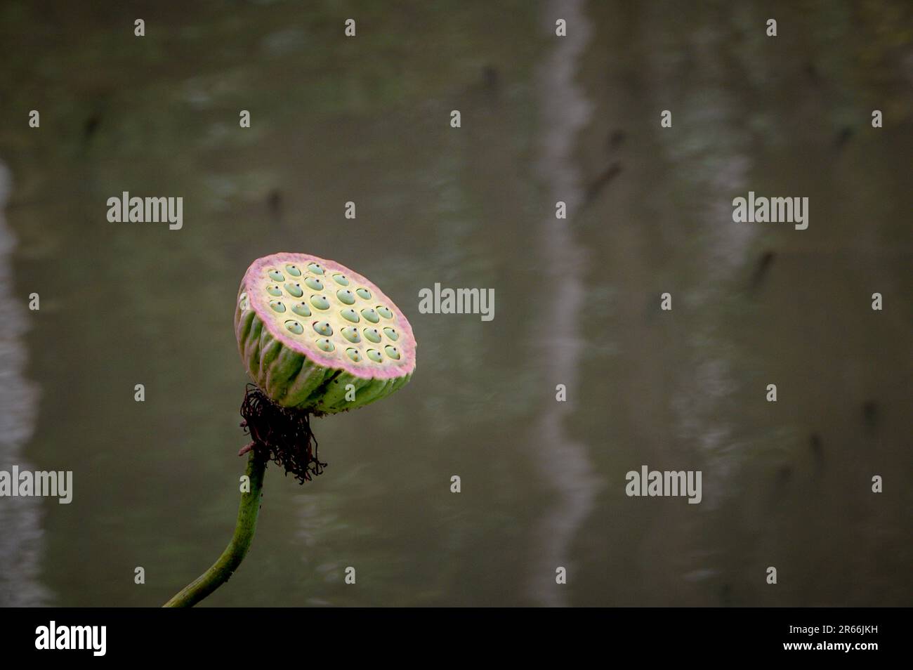 Seed pod of a white lotus flower, Nymphaea lotus, Pamplemousses ...