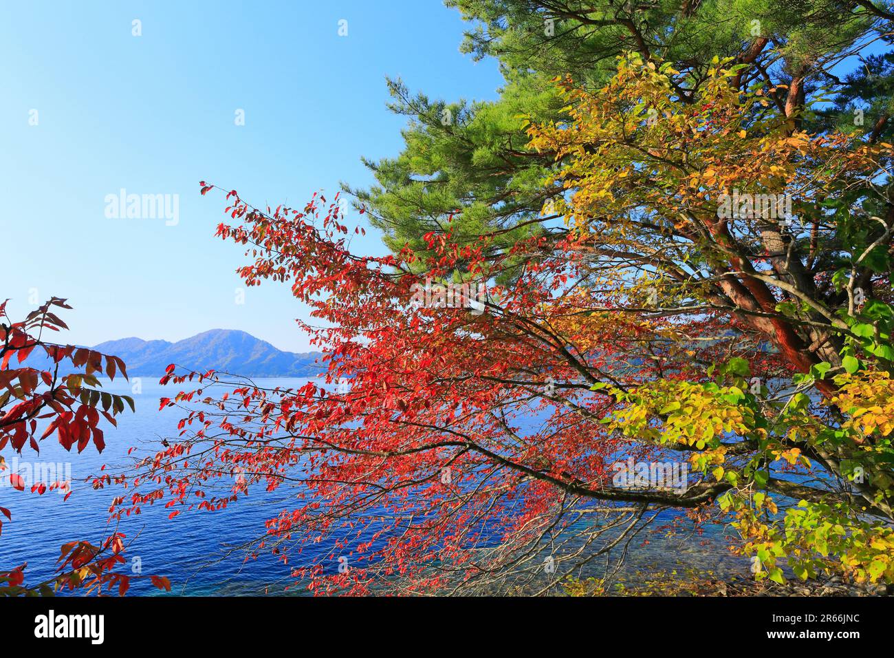 100 selections of japanese autumn leaf attactions hi-res stock photography and images - Alamy