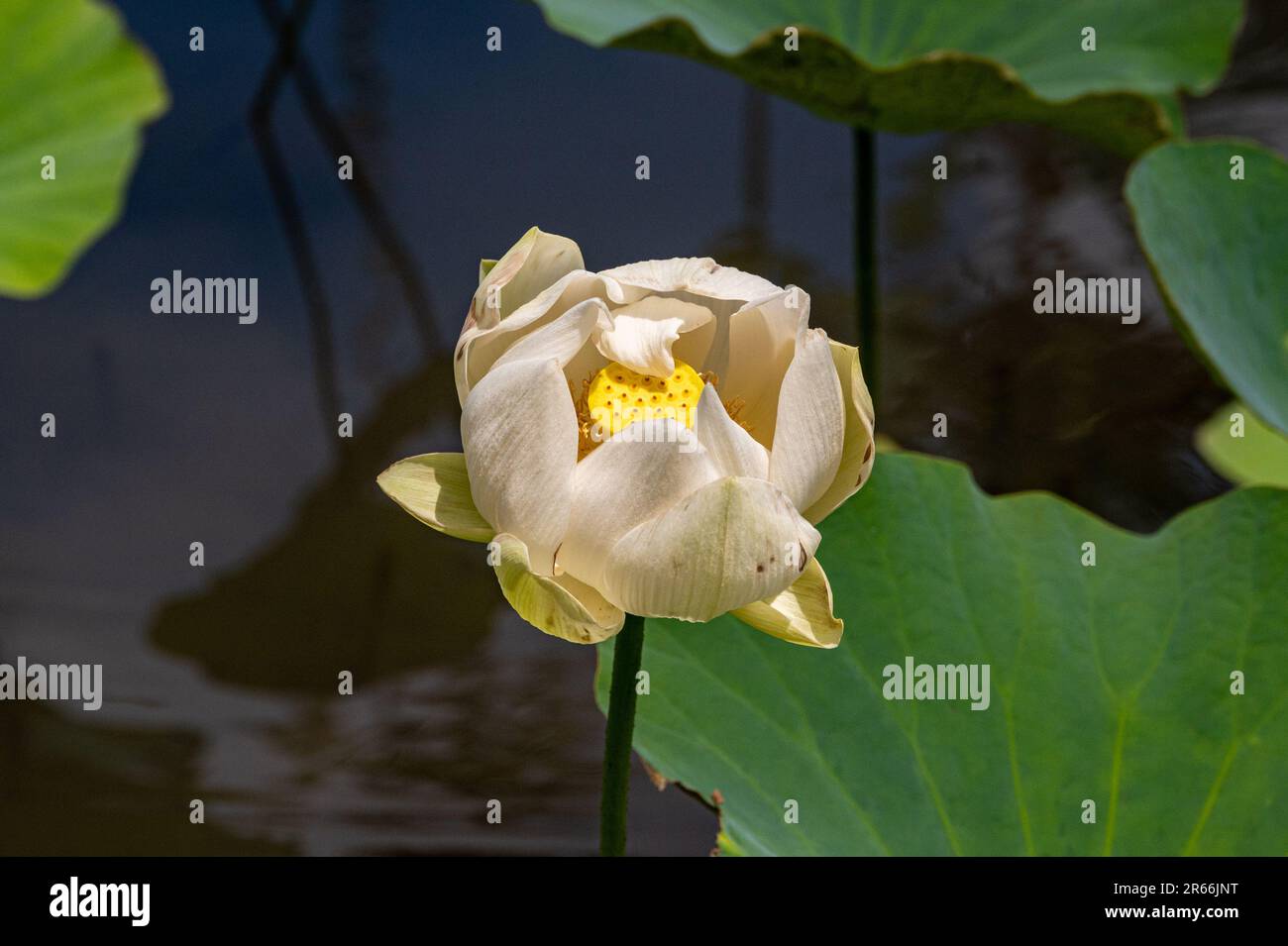 White lotus flower, Nymphaea lotus, opening petals to show seed pod ...