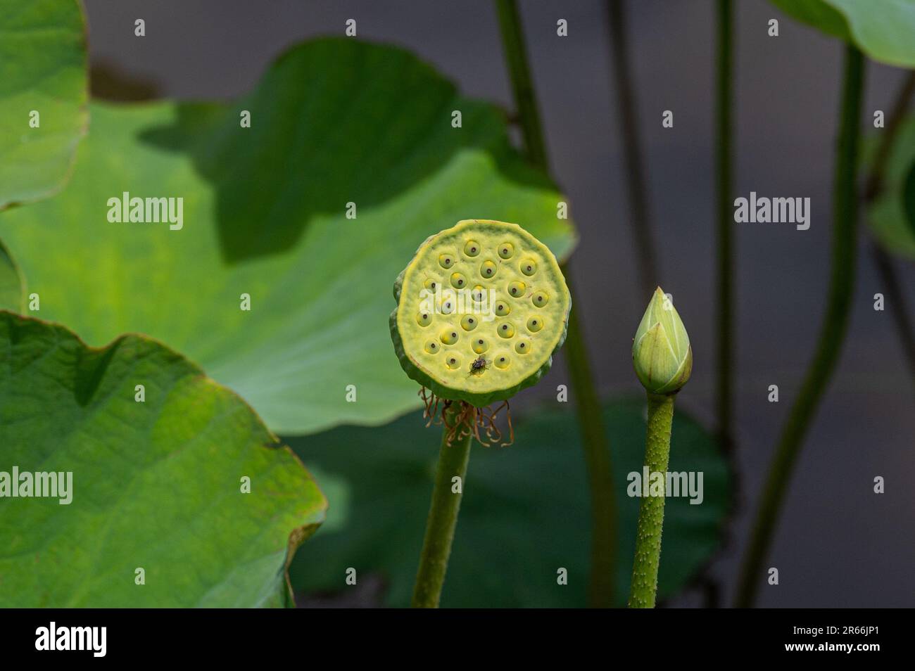Seed pod of a white lotus flower, Nymphaea lotus, Pamplemousses ...