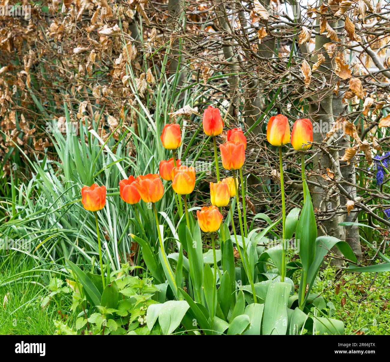 Red Orange Yellow Tulips Stock Photo - Alamy
