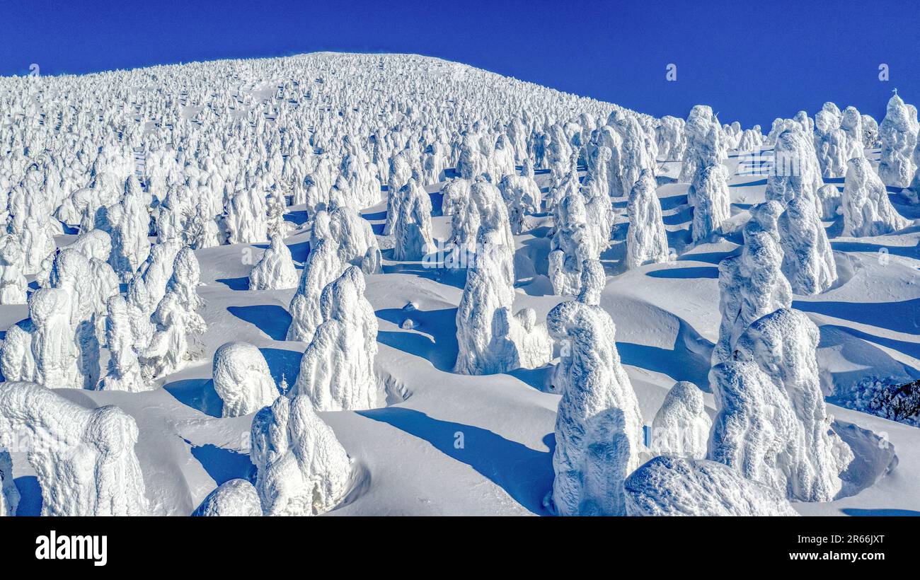 Yamagata Zao frost covered trees Stock Photo - Alamy