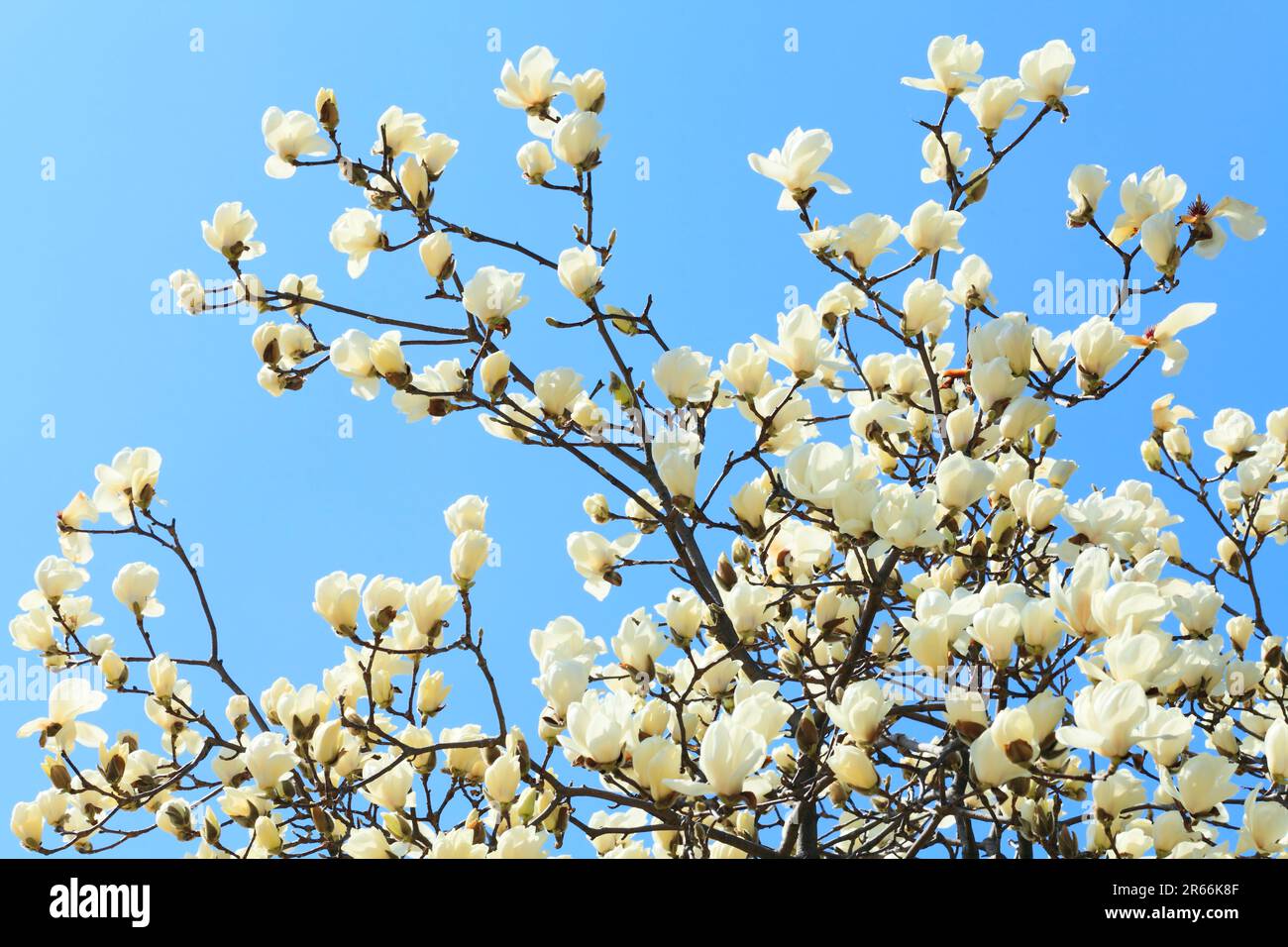 Flowers of kobushi Stock Photo - Alamy