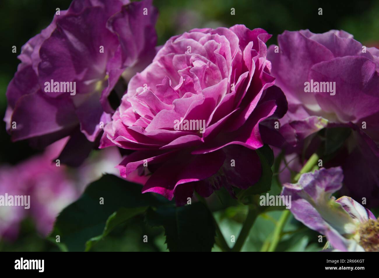 Large roses in shades of pink hi-res stock photography and images - Alamy
