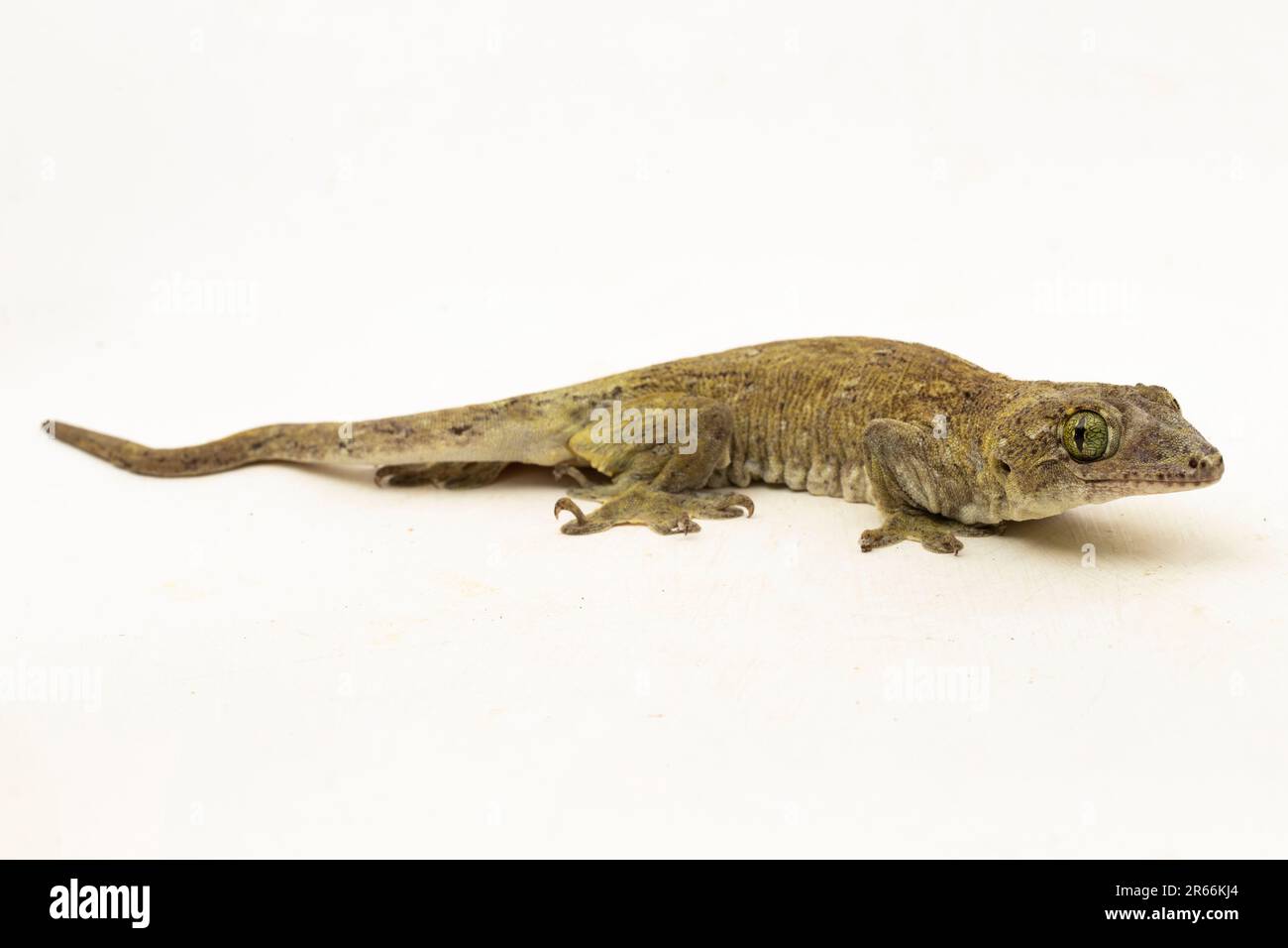The Halmahera Giant Gecko (Gehyra marginata) Ternate dtella isolated on ...