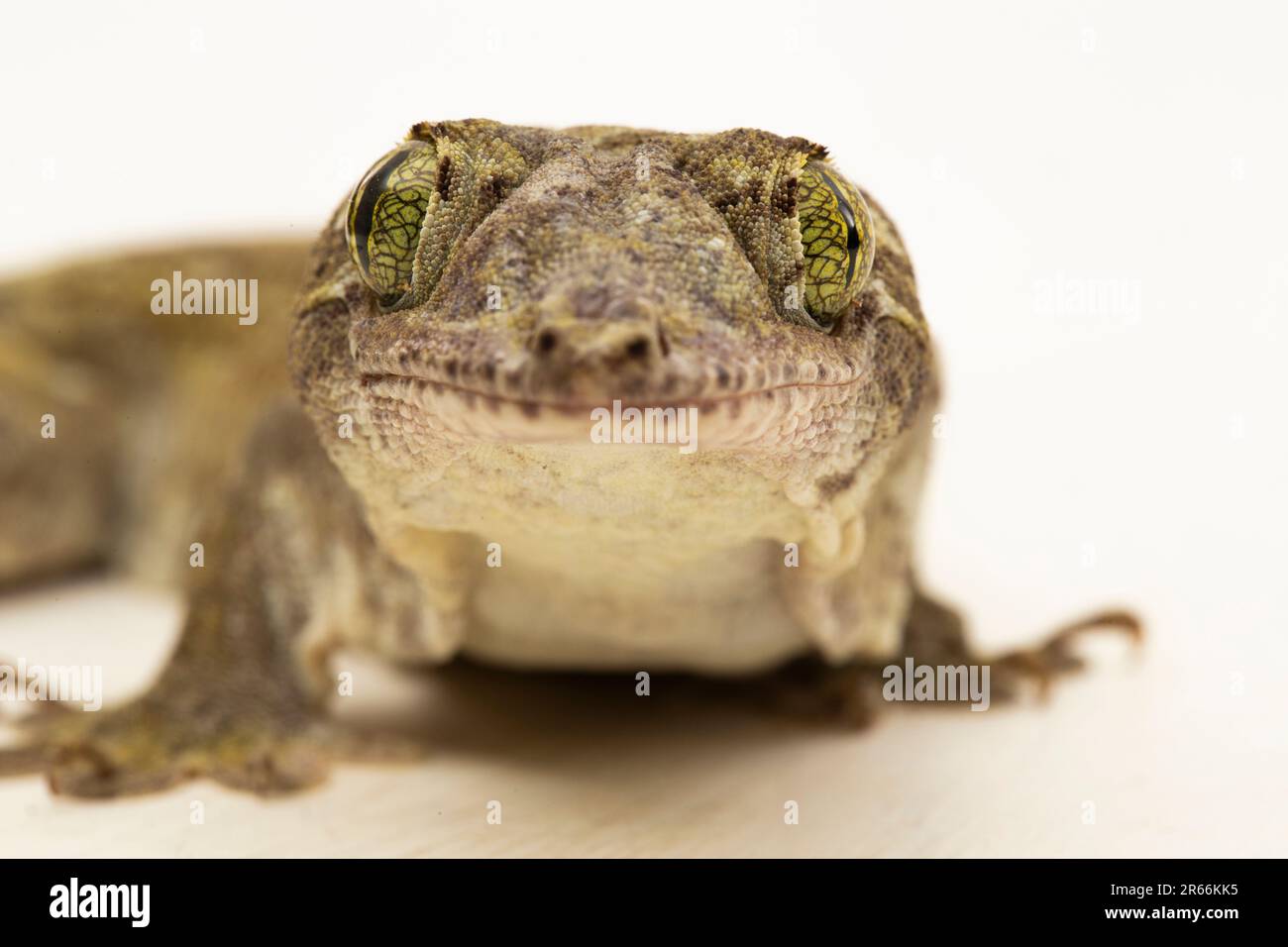 The Halmahera Giant Gecko (Gehyra marginata) Ternate dtella isolated on ...