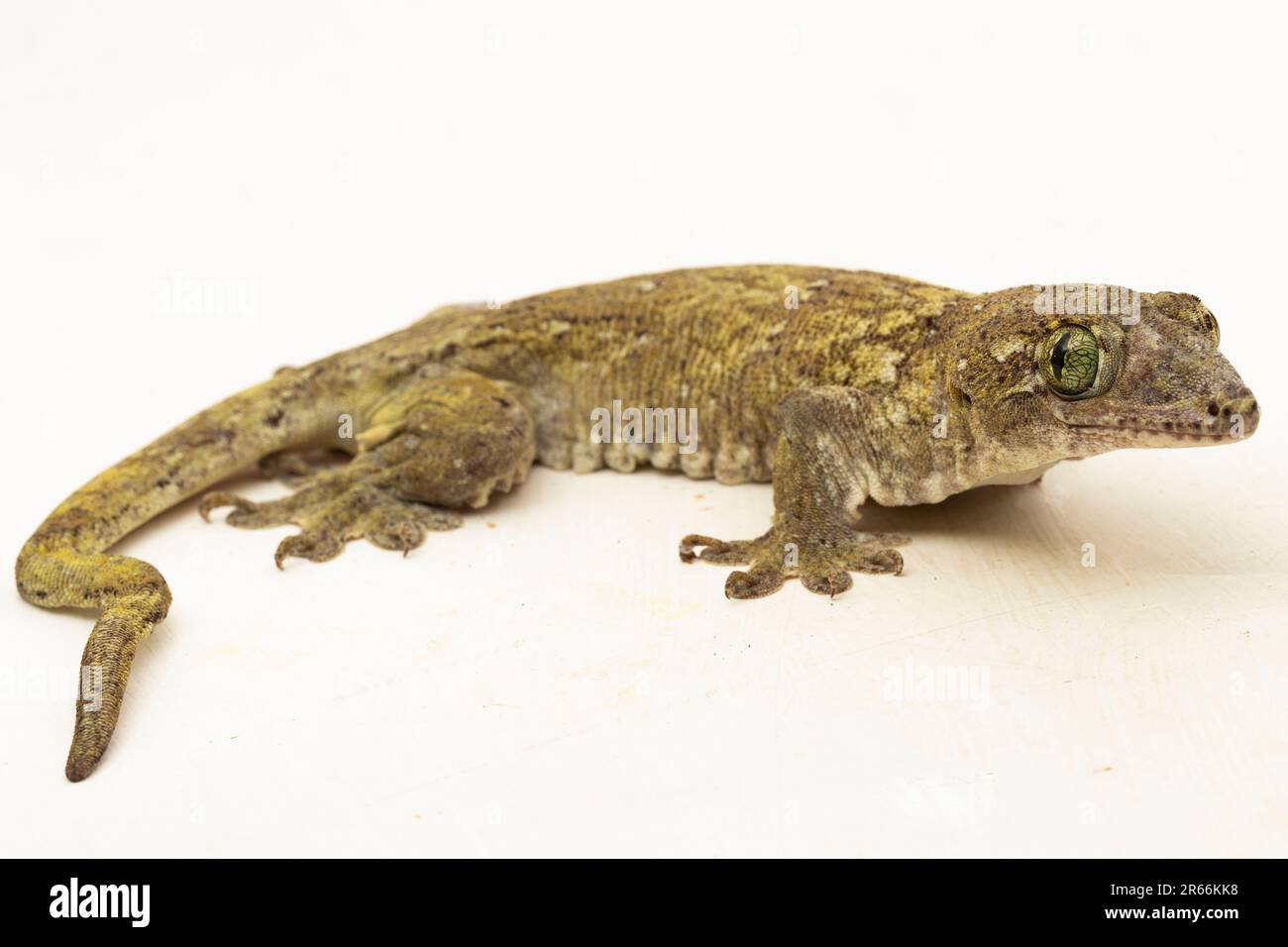 The Halmahera Giant Gecko (Gehyra marginata) Ternate dtella isolated on ...