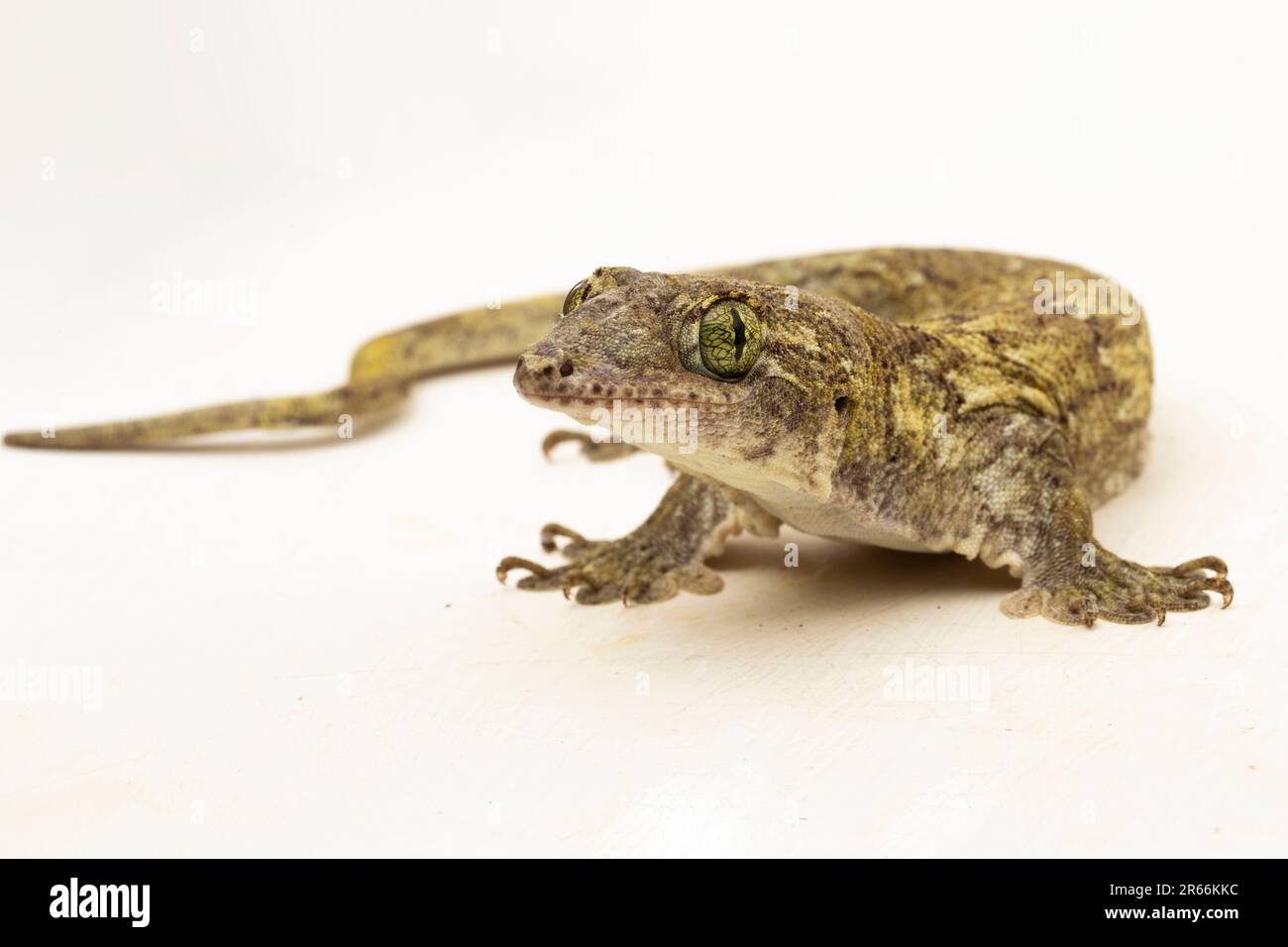The Halmahera Giant Gecko (Gehyra marginata) Ternate dtella isolated on ...