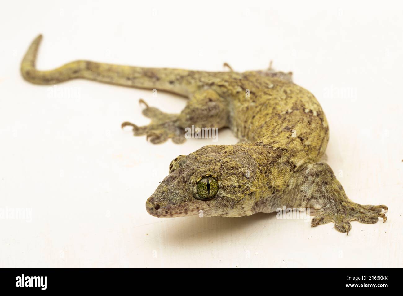 The Halmahera Giant Gecko (Gehyra marginata) Ternate dtella isolated on ...