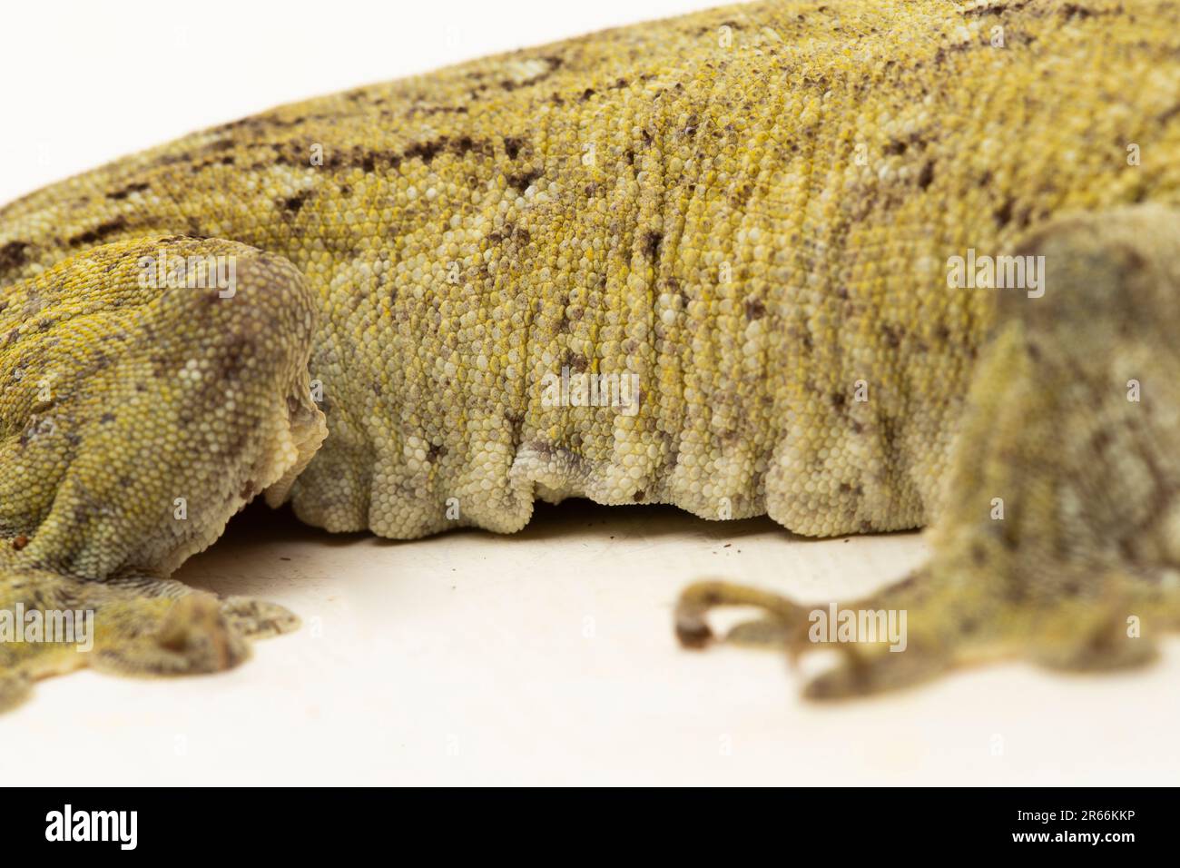 The Halmahera Giant Gecko (Gehyra marginata) Ternate dtella isolated on ...