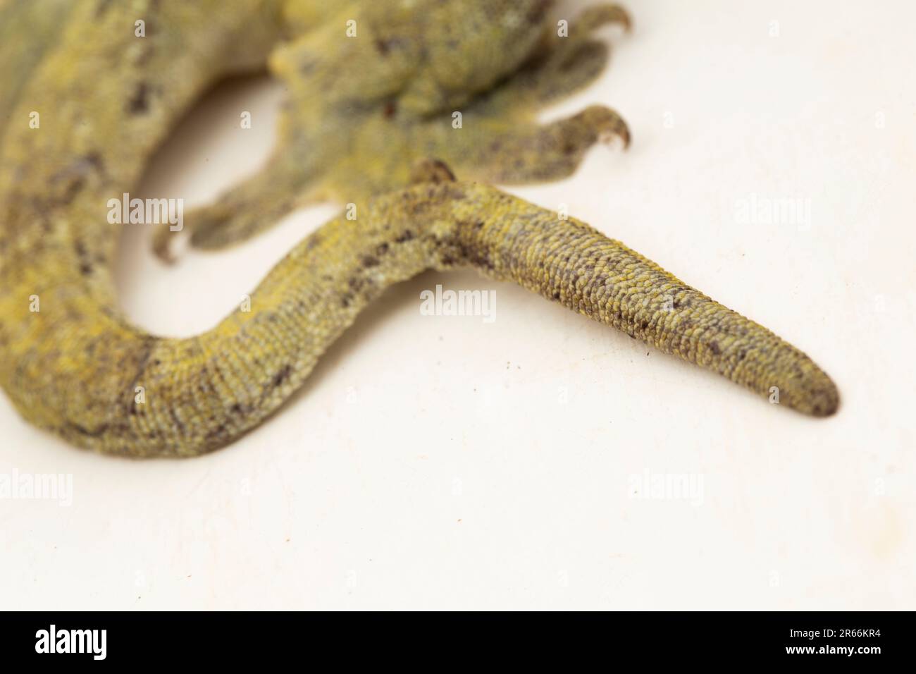 The Halmahera Giant Gecko (Gehyra marginata) Ternate dtella isolated on ...