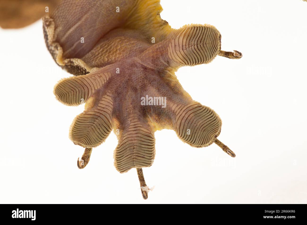 The Halmahera Giant Gecko (Gehyra marginata) Ternate dtella isolated on ...