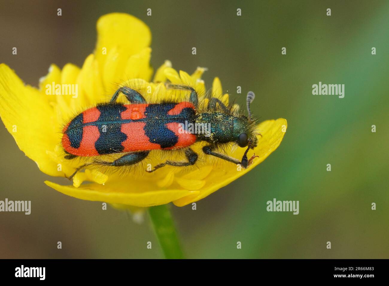 Natural closeup on the colorful checkered Bee-eating beetle , Trichodes ...