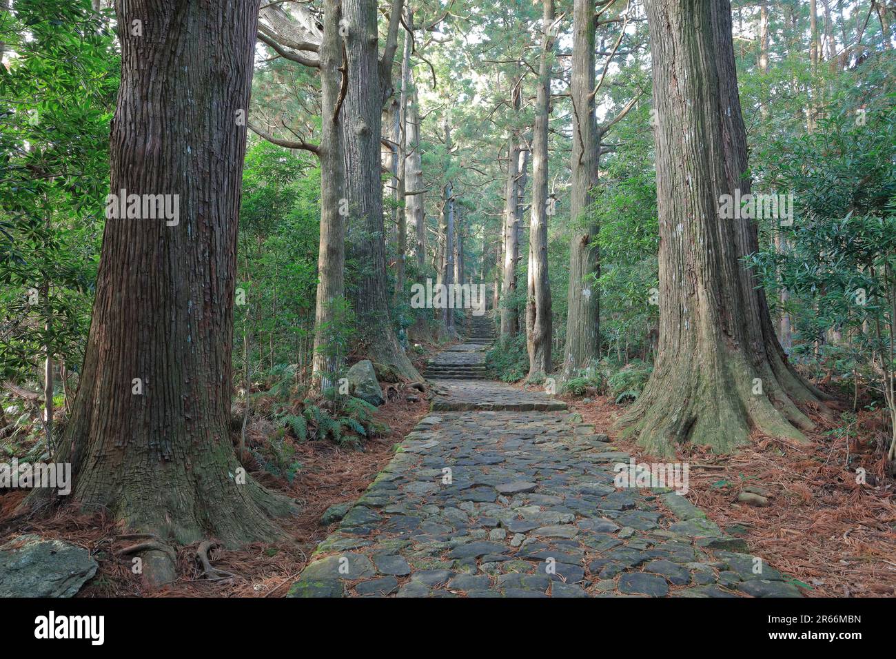 Kumano Ancient road Daimon slope Stock Photo - Alamy