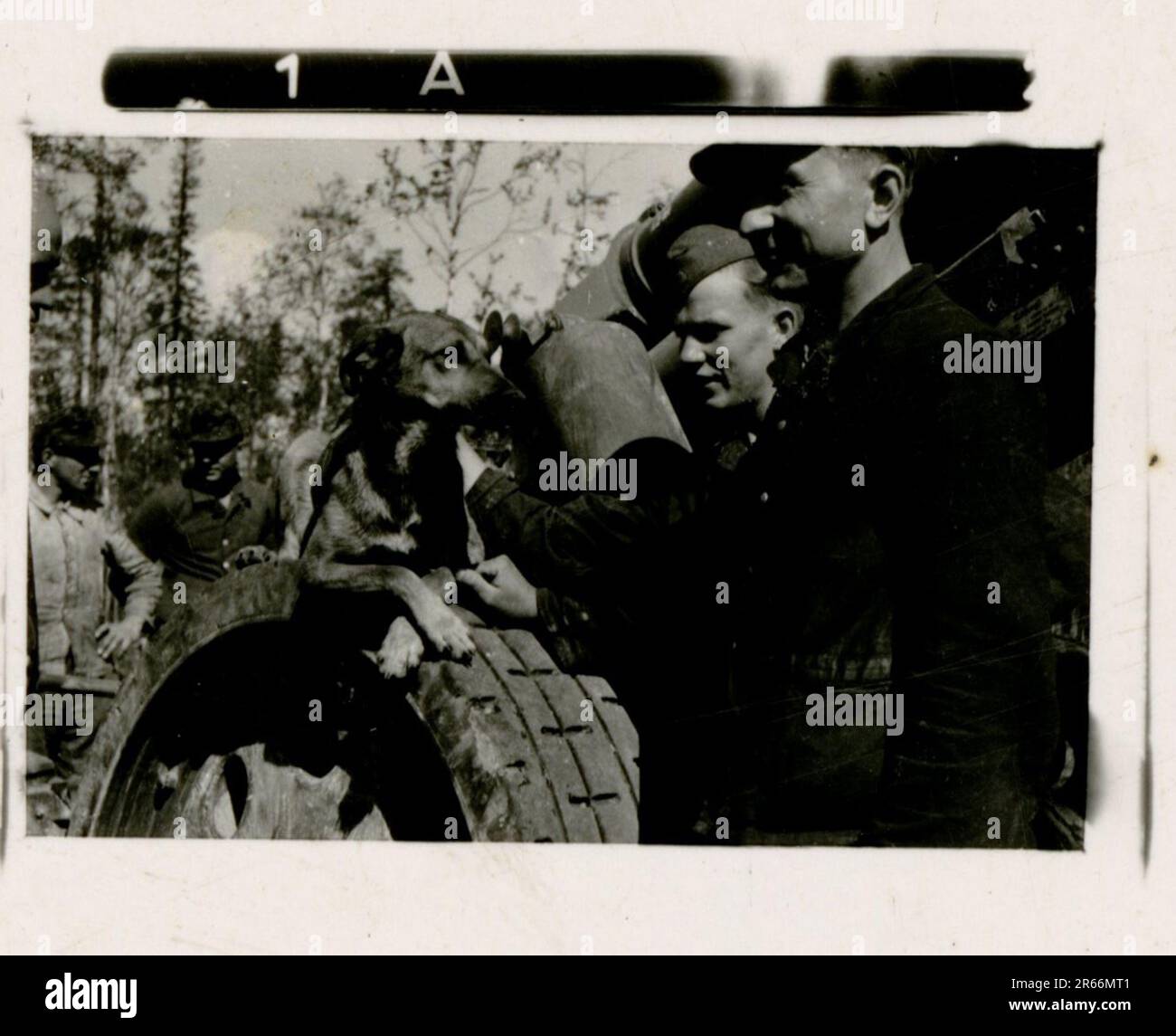 SS Photographer Blaurock, France, Finland 1942-44 SS Soldier portrait ...