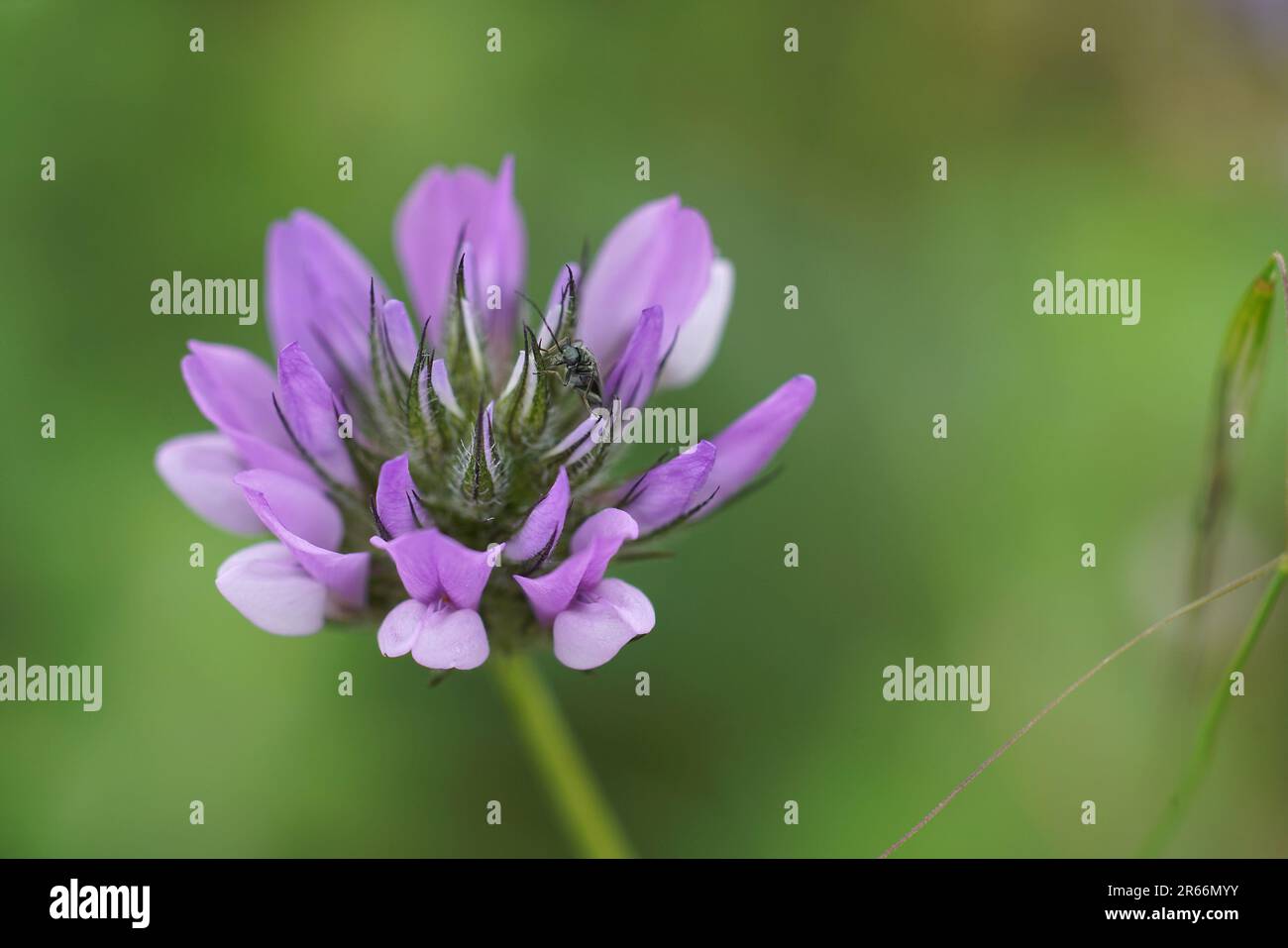 Natural soft focus closeup on the Mediterranean blue Arabian Pea ...
