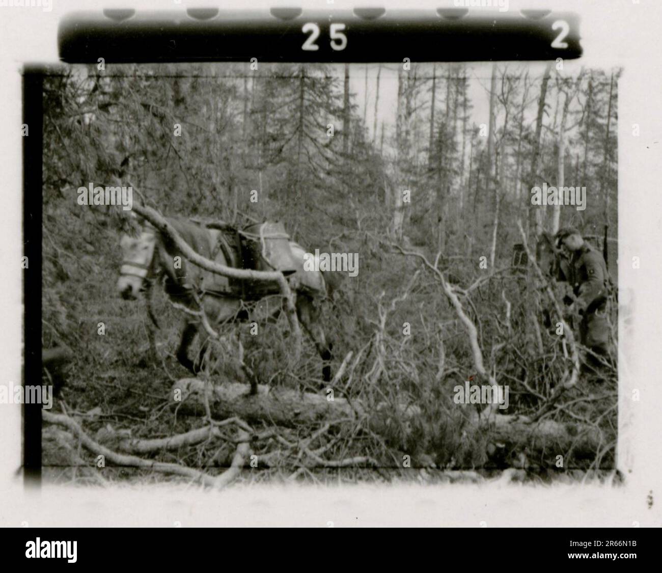 SS Photographer Blaurock, France, Finland 1942-44 SS Soldier portrait ...