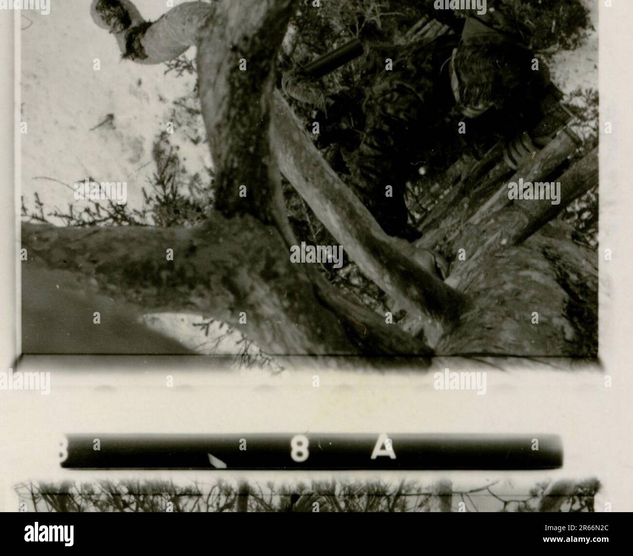 SS Photographer Blaurock, France, Finland 1942-44 SS Soldier portrait ...