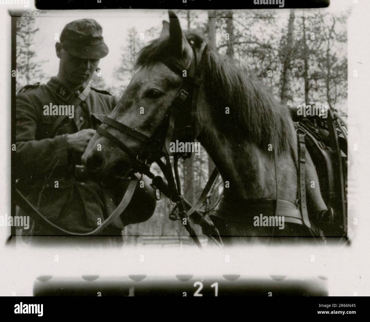 SS Photographer Blaurock, France, Finland 1942-44 SS Soldier portrait ...
