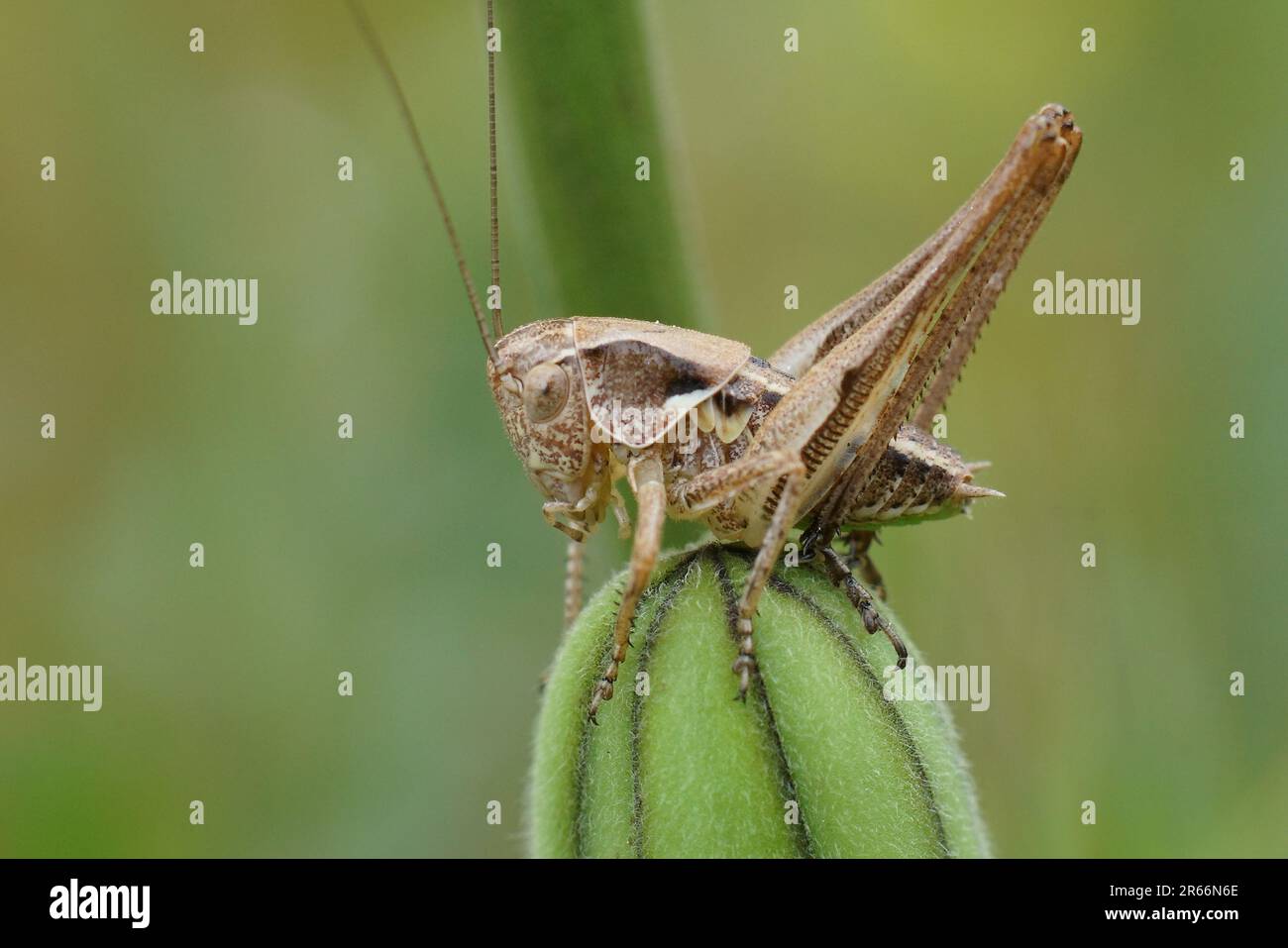 Platycleis albopunctata macro hi-res stock photography and images - Alamy