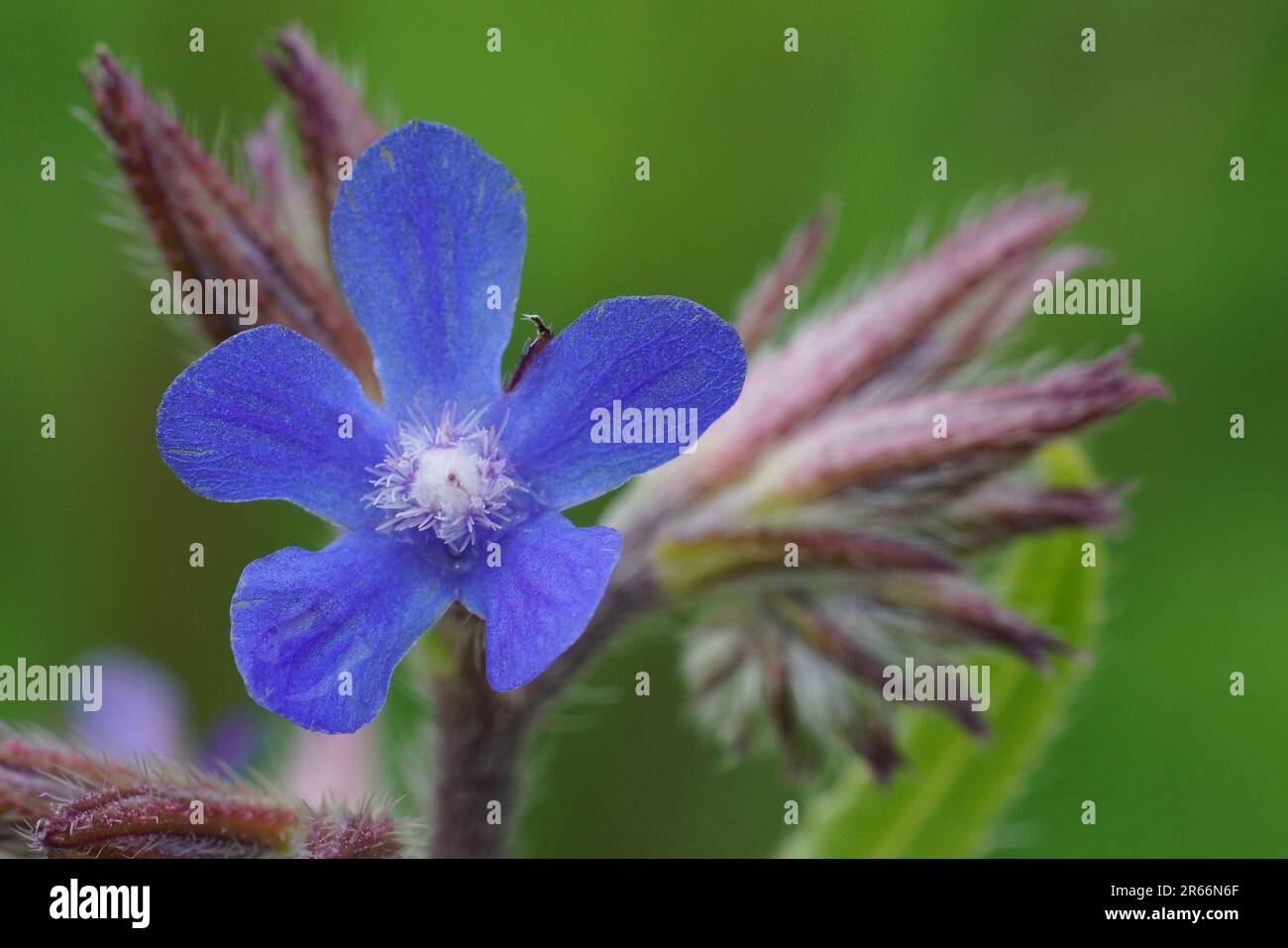 Natural colorful closeup on the brilliant blue flower of the Italian ...