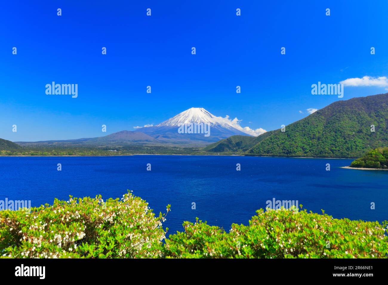 Snowy Mt. Fuji and Fresh Green Lake Motosuko Stock Photo - Alamy