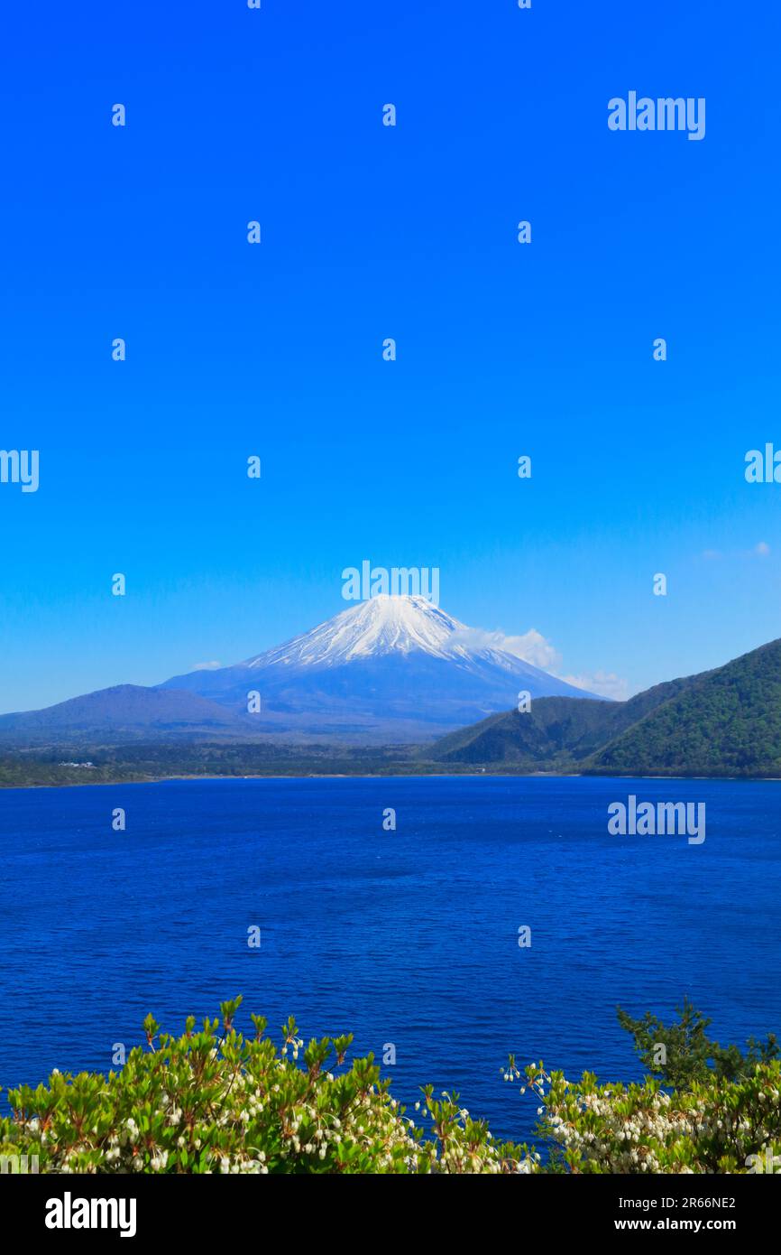 Snowy Mt. Fuji and Fresh Green Lake Motosuko Stock Photo - Alamy