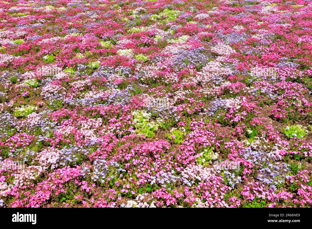 Shiba Cherry Blossom Stock Photo - Alamy