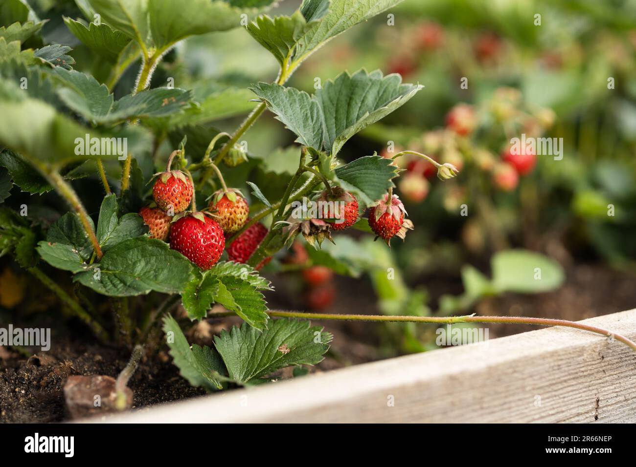 Strawberry bushes with small red ripe and ripening berries in a high ...