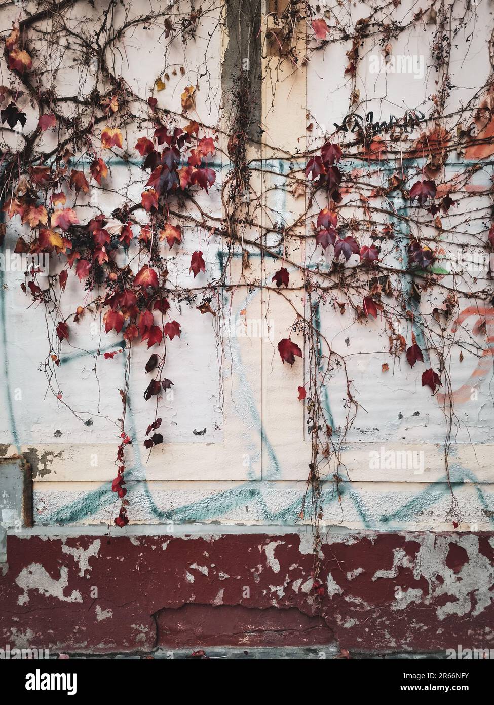 Vines growing up wall building hi-res stock photography and images - Alamy