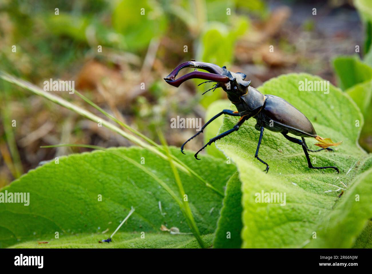 A male stag beetle in the wild Stock Photo - Alamy