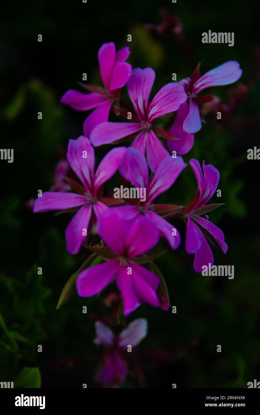 Purple flowers in Villars Stock Photo - Alamy