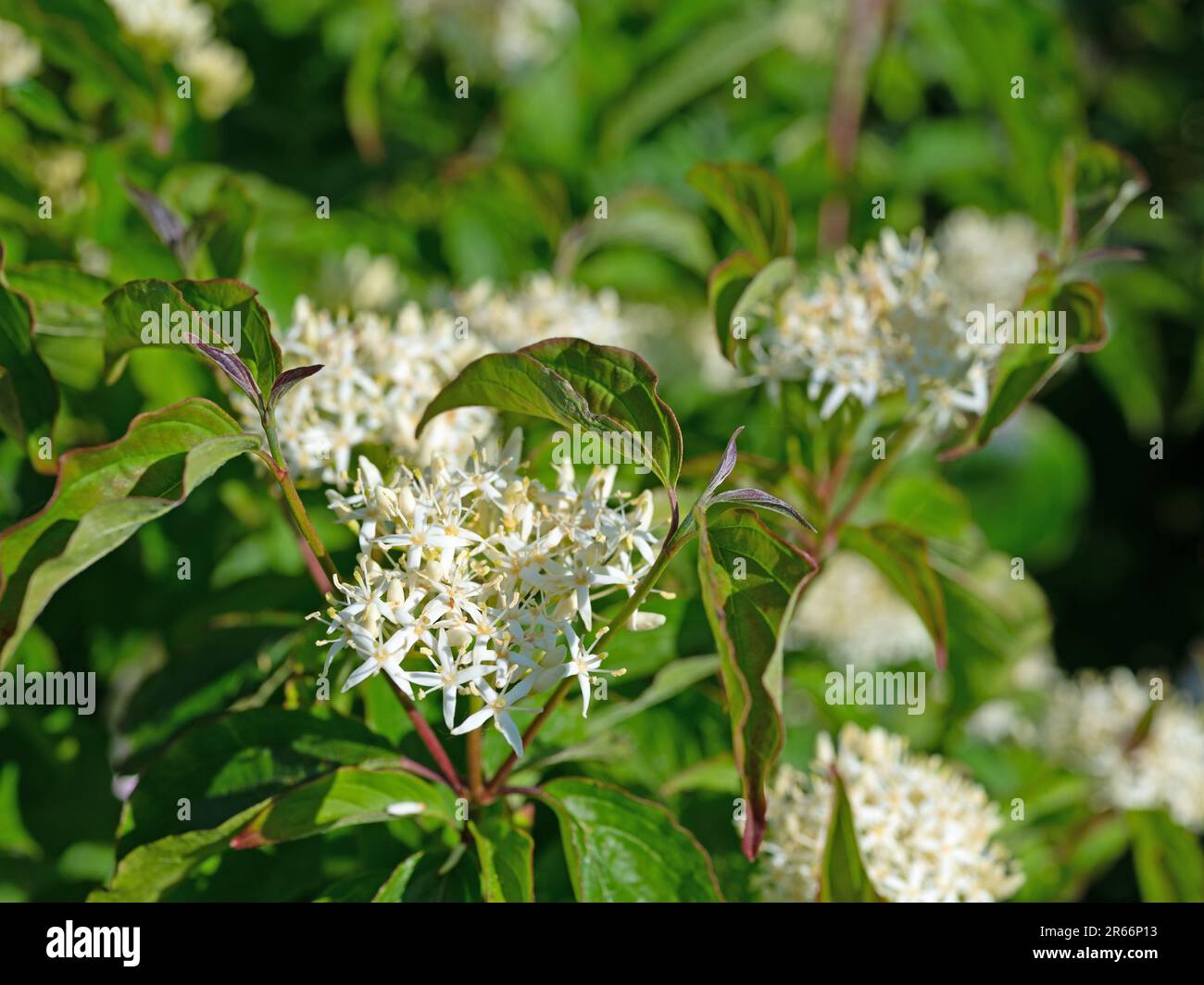 Flowering Red Dogwood, Cornus sanguinea Stock Photo - Alamy