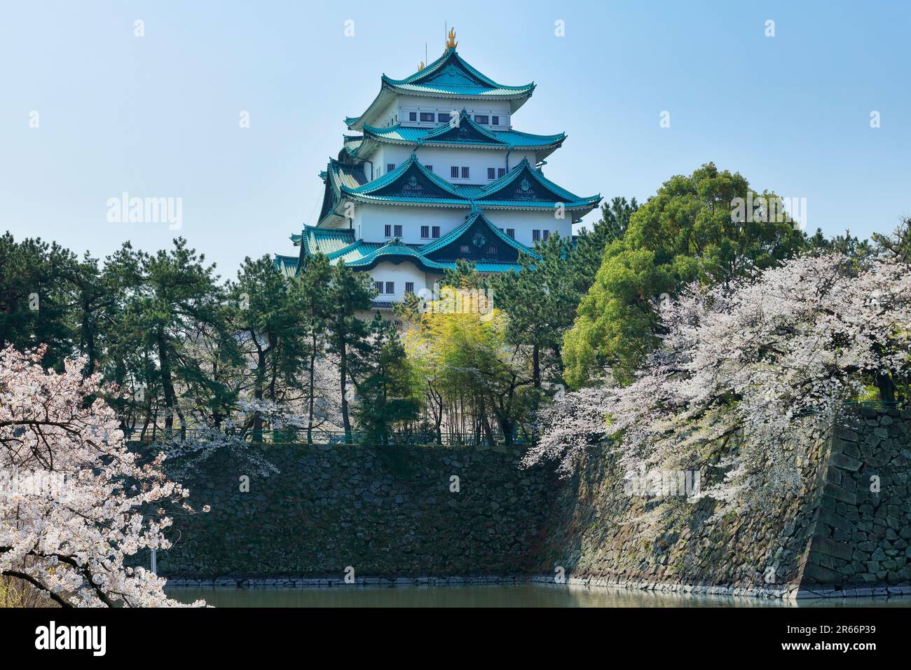 Nagoya Castle keep and cherry blossoms in spring Stock Photo - Alamy