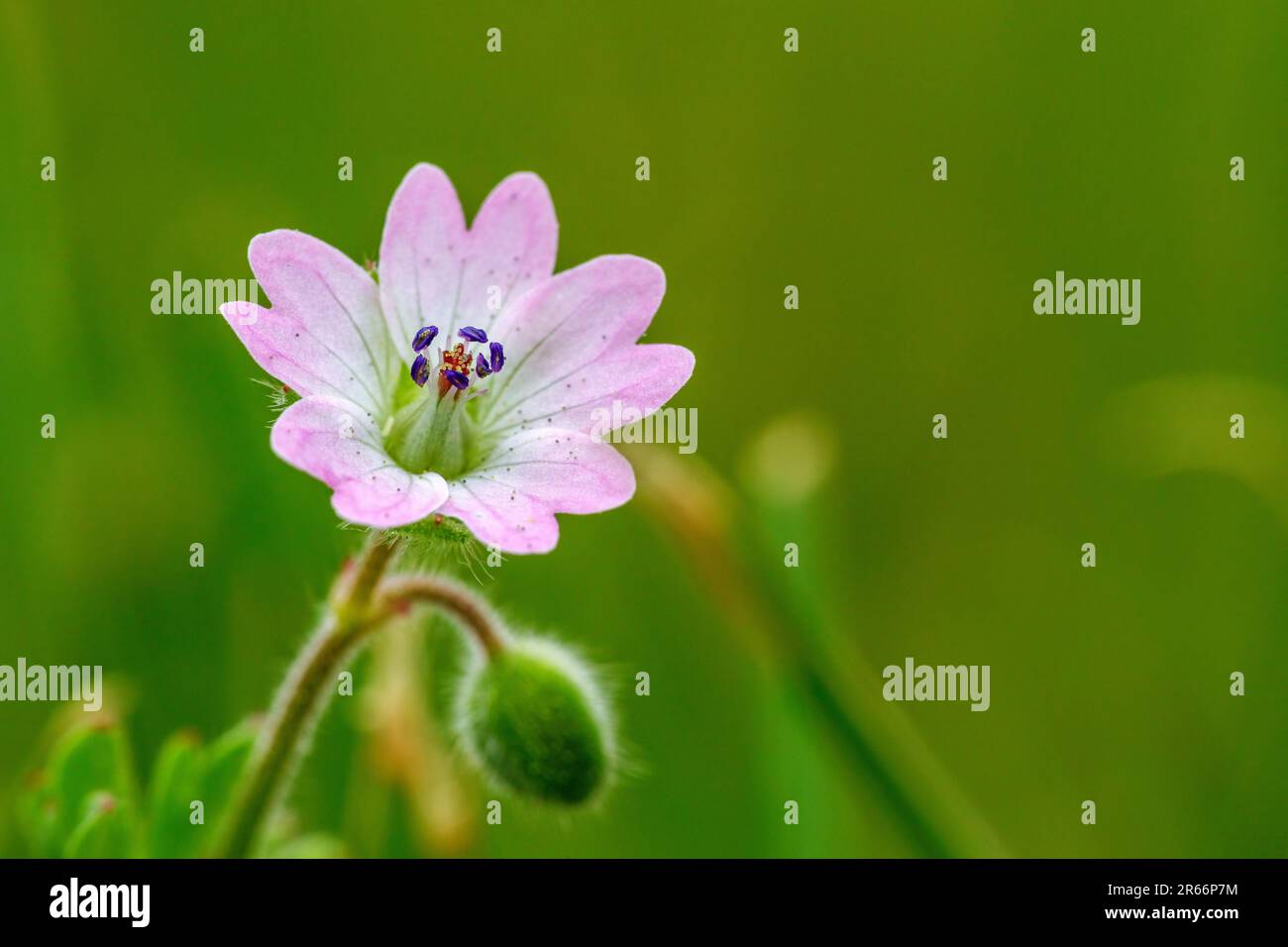 A pink cranesbill flower on a meadow Stock Photo - Alamy