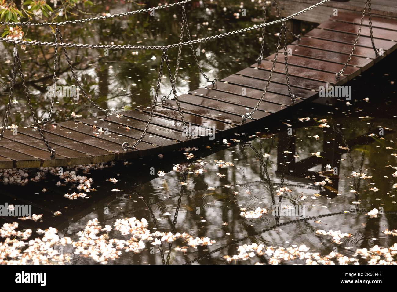 A suspended wooden bridge on chains hangs over the pond. Flowers that ...