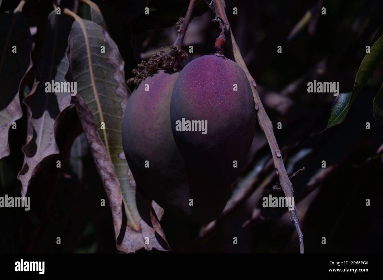 Hojas de mango mangifera indica hi-res stock photography and images - Alamy