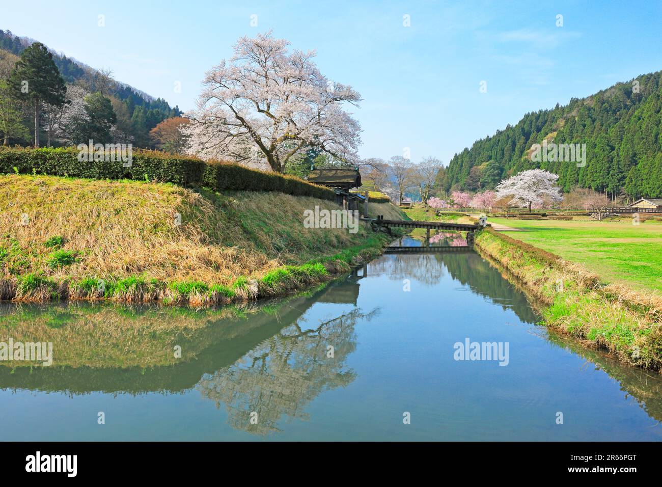 Ruins of the Ichijodani Asakura clan in spring Stock Photo - Alamy
