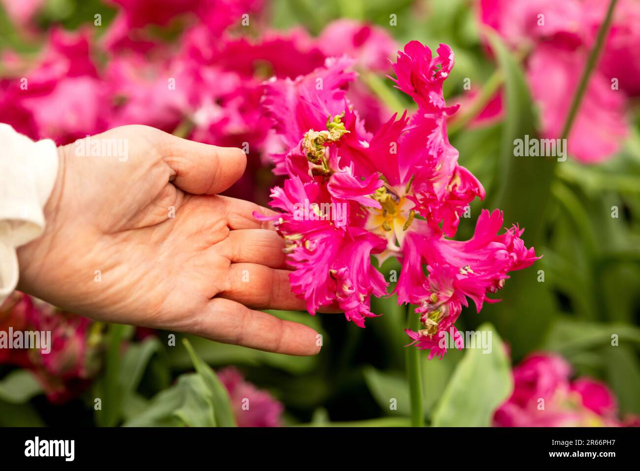 The hand of an elderly woman touches a flower of an unusual red tulip ...