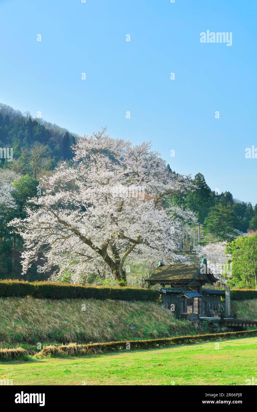Ruins of the Ichijodani Asakura clan in spring Stock Photo - Alamy