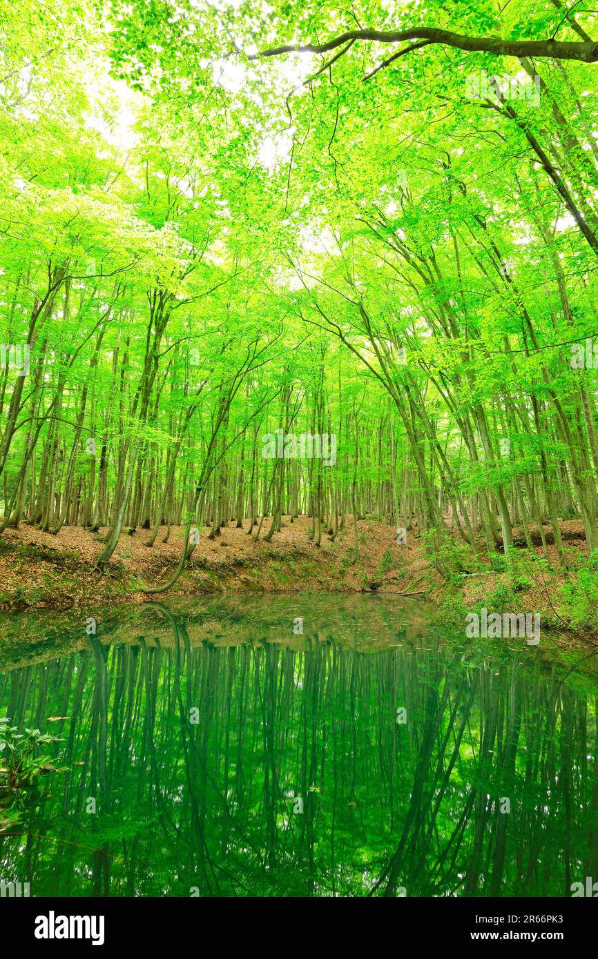 Forest of beech trees and pond Stock Photo - Alamy