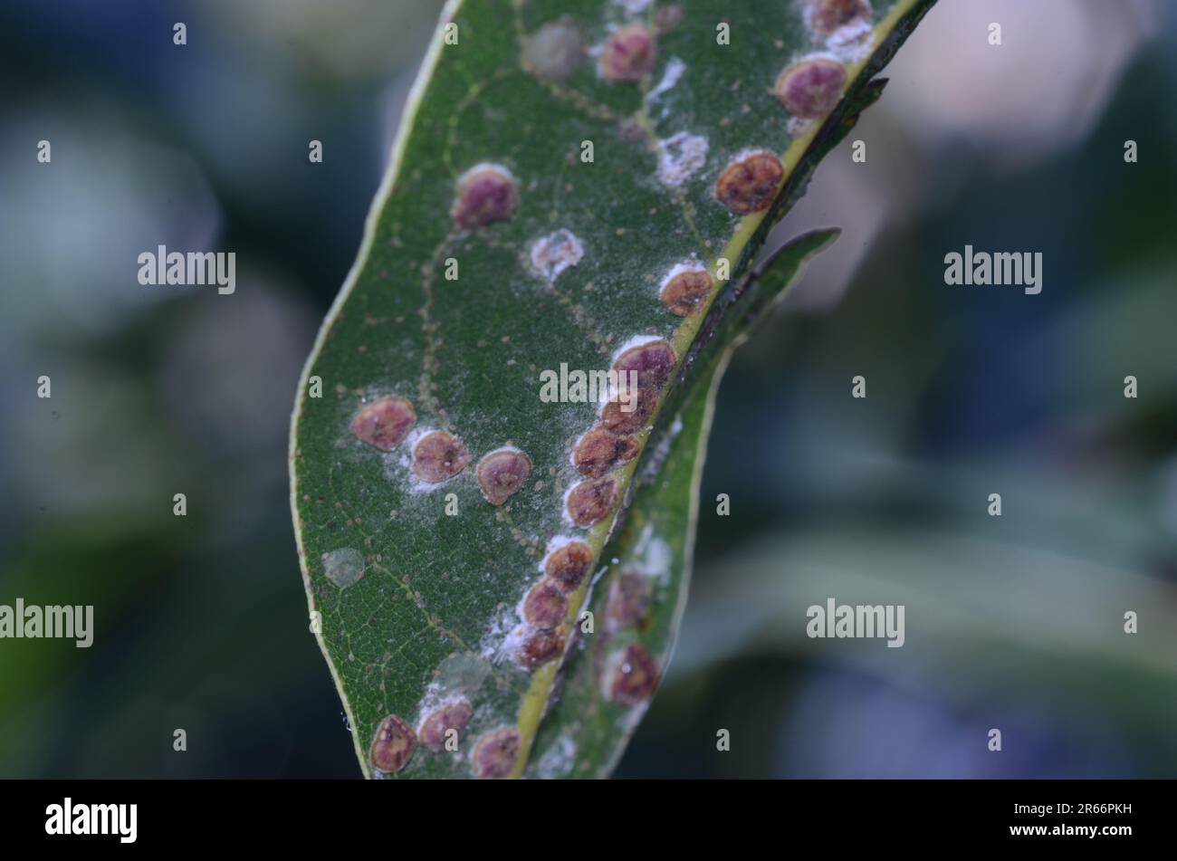 Hoja de laurel hi-res stock photography and images - Alamy