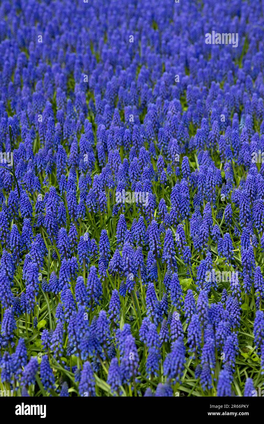 A sea of blue hyacinths fills the frame. Flower field in the ...