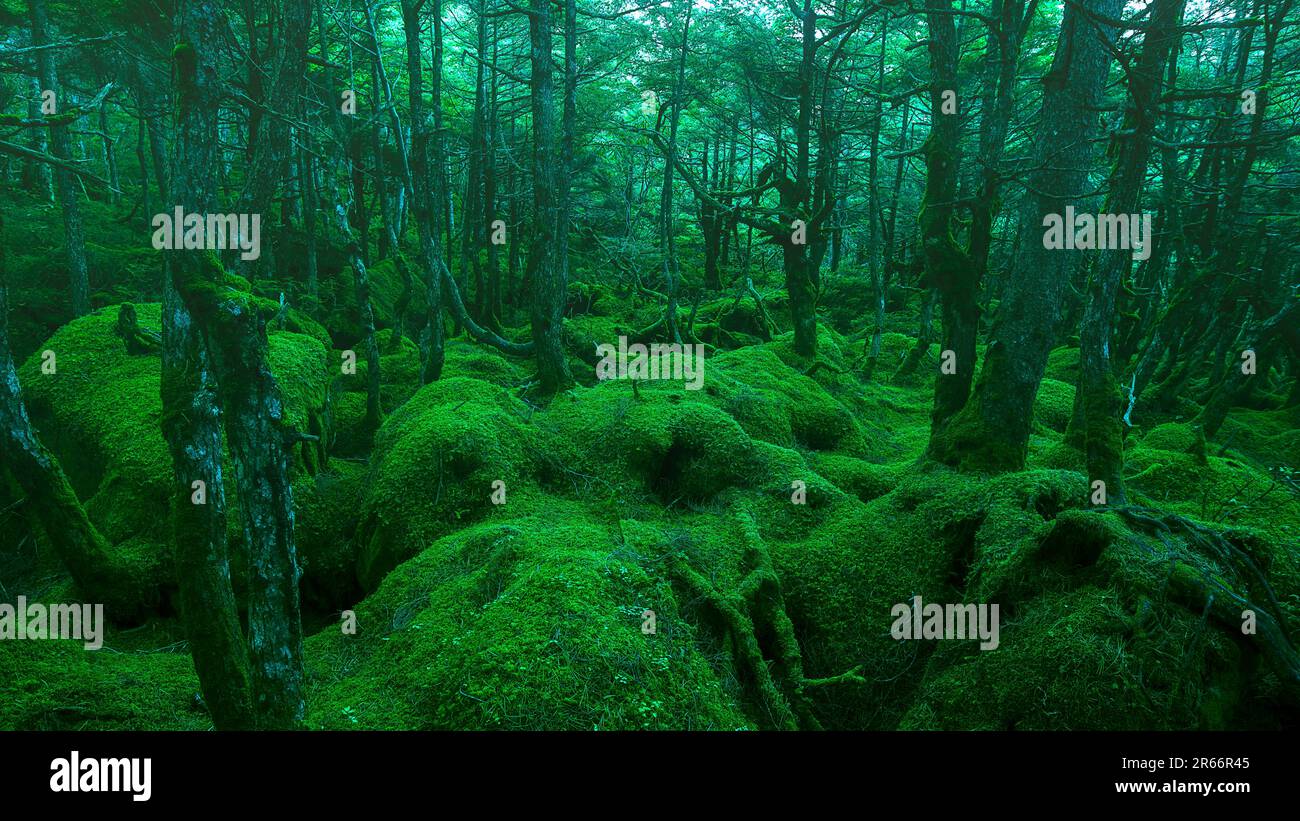 Day ion forest hi-res stock photography and images - Alamy