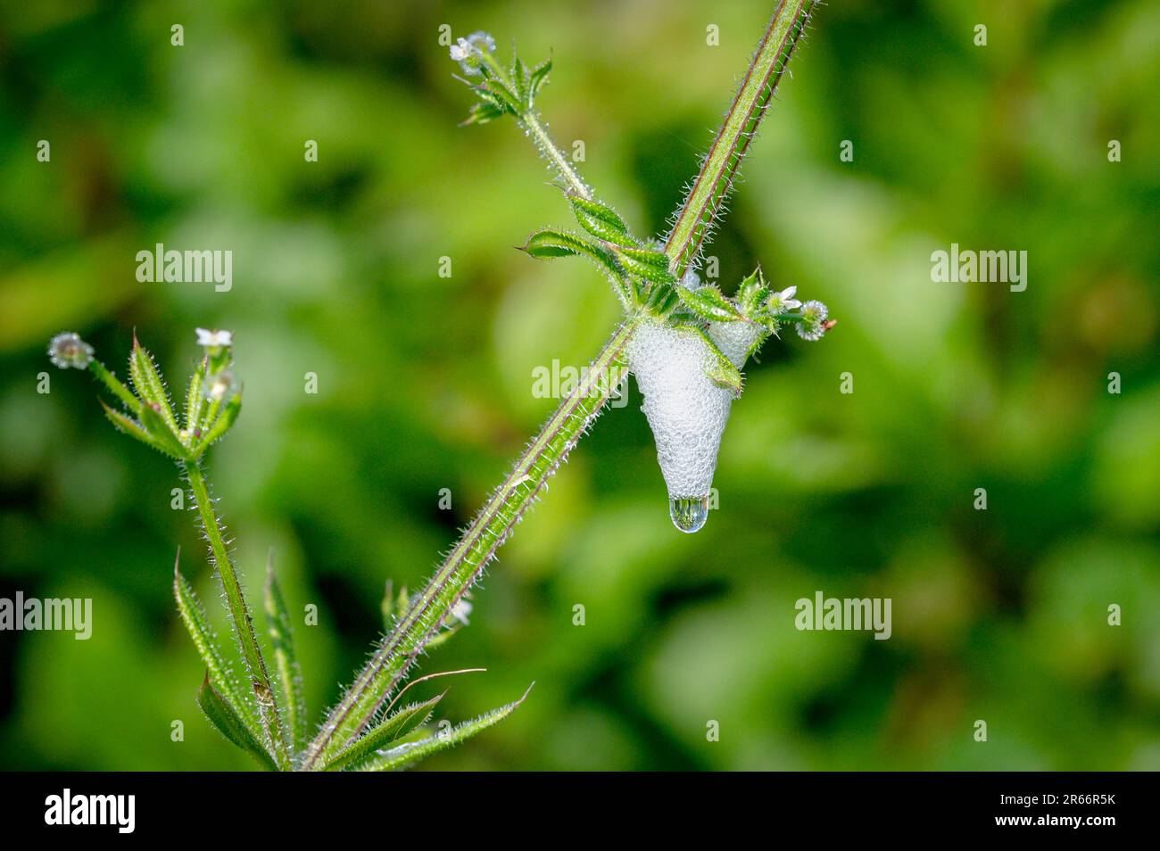 Froghopper life cycle hi-res stock photography and images - Alamy