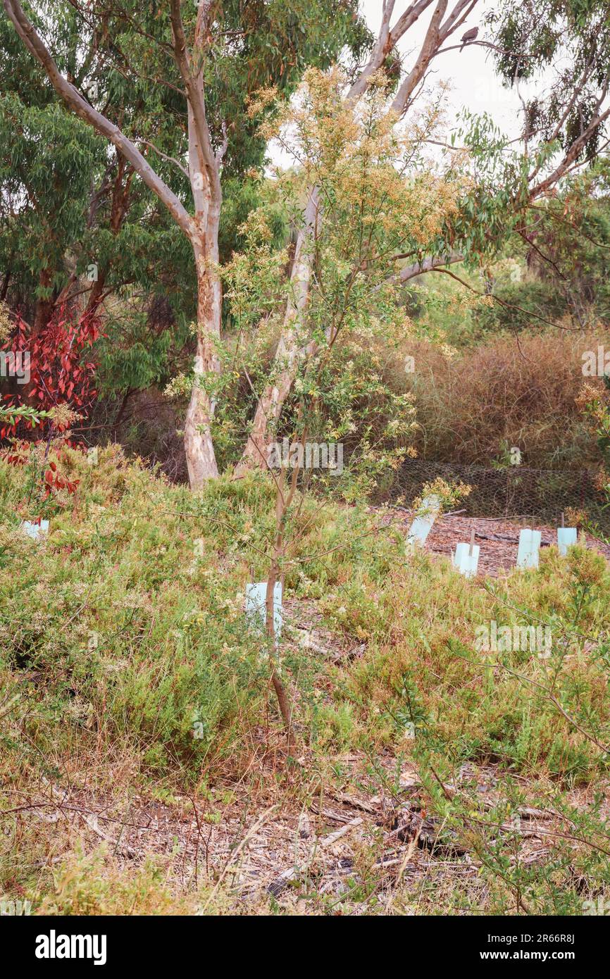 A peaceful outdoor scene featuring a grassy lawn dotted with bushes ...