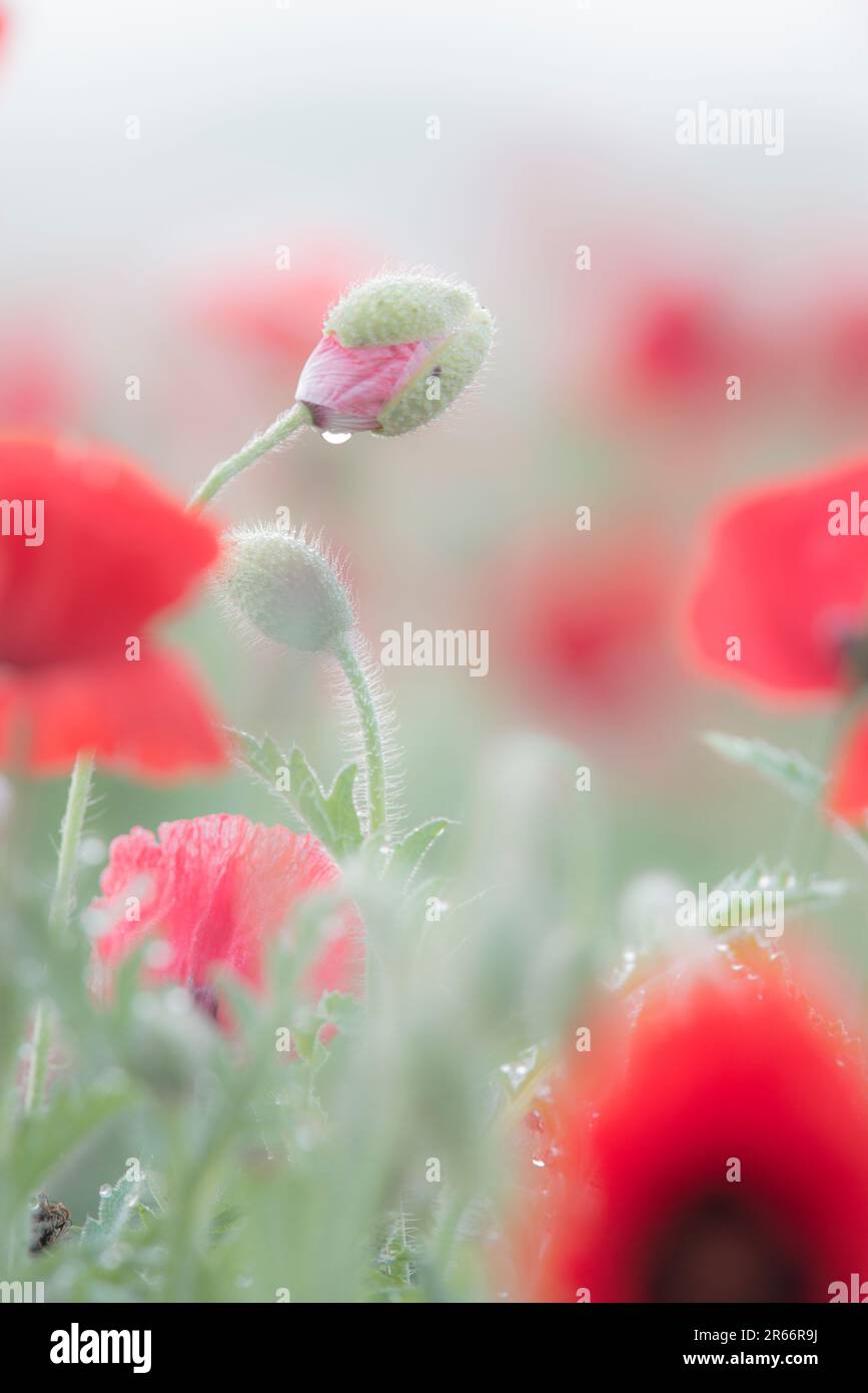 Poppies in Kogai River Fureai Park Stock Photo - Alamy
