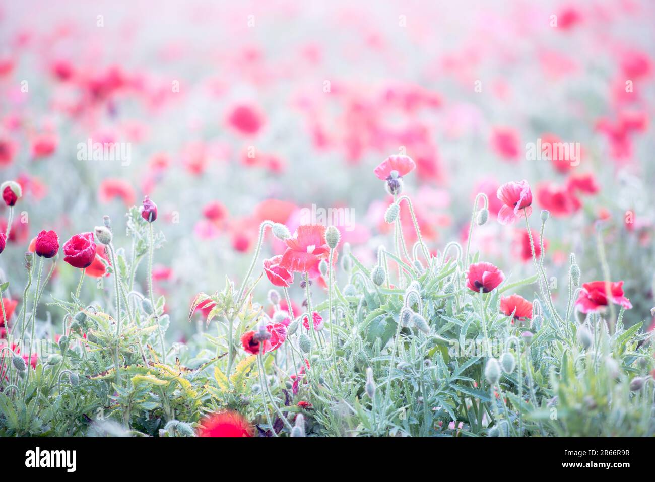 Poppies in Kogai River Fureai Park Stock Photo - Alamy